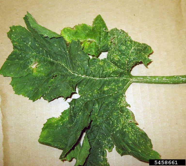 Plectosphaerella fungus (Plectosphaerella cucumerina (Lindfors) W. Gams)