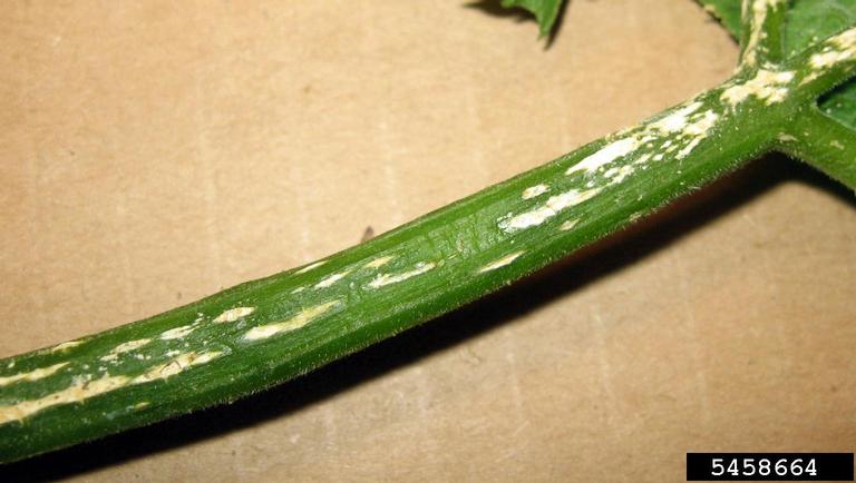 Plectosporium tabacinum (Synonym for Plectosphaerella cucumerina)