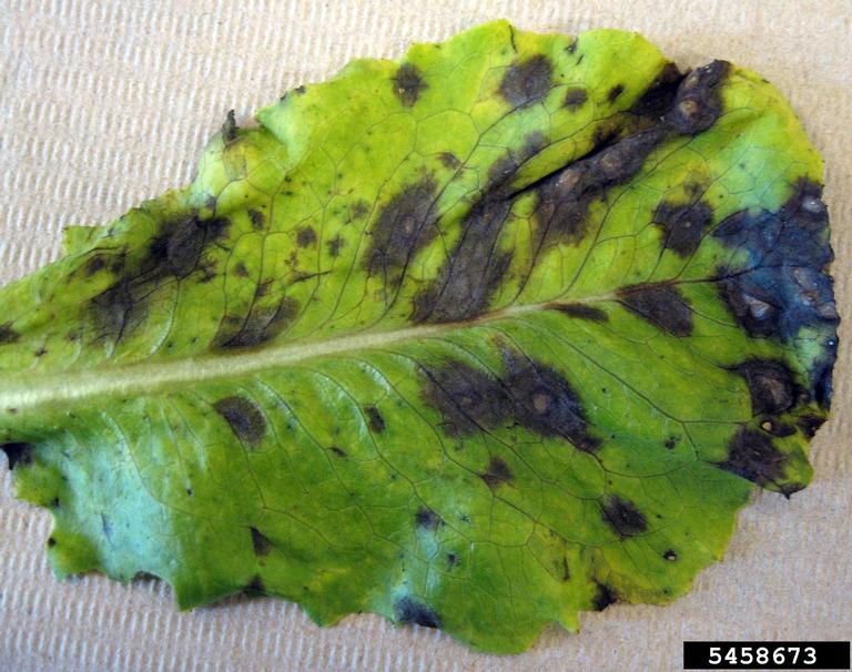 Alternaria black molds / stem cankers (Alternaria spp. ) on lettuce ...