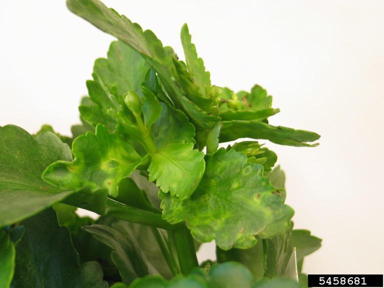 impatiens necrotic spot virus (INSV) (Orthotospovirus ...