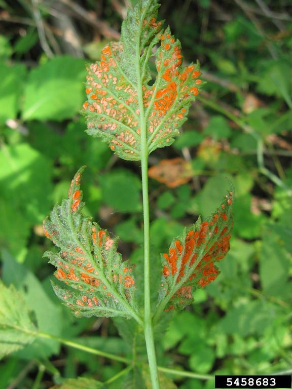 orange rust (Arthuriomyces peckianus (Howe) Cummins & Y. Hirats.)