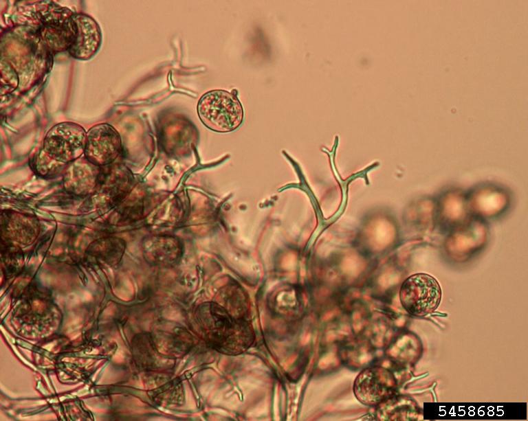 downy mildew (Peronospora sparsa Berk.)