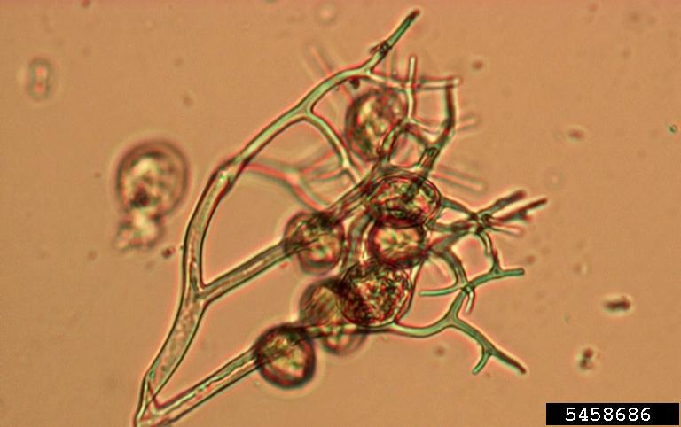 downy mildew (Peronospora sparsa)