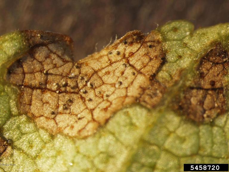 Septoria leaf spot and cankers (Genus Septoria)