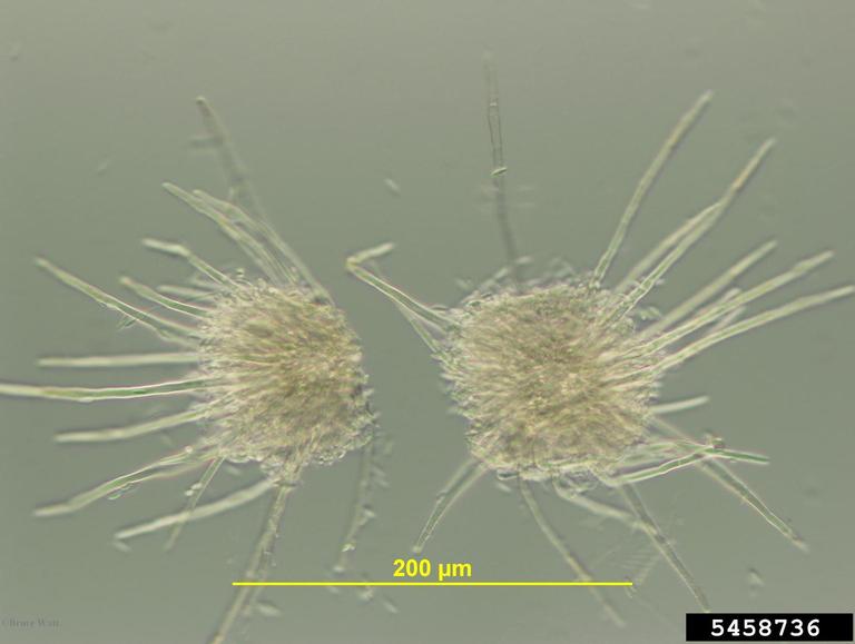Volutella blight (Volutella buxi)