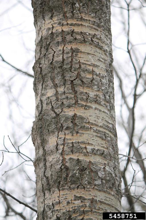 bigtooth aspen (Populus grandidentata)