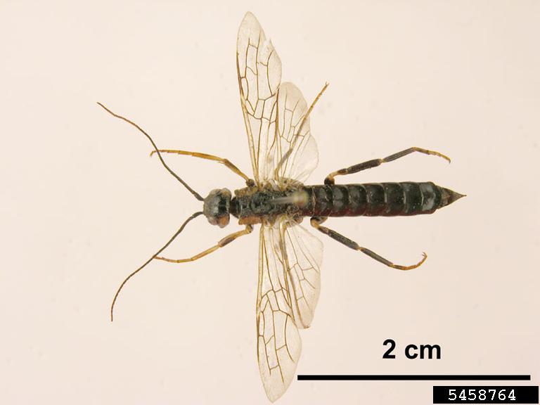 woodwasp (Xeris spectrum (Linnaeus))