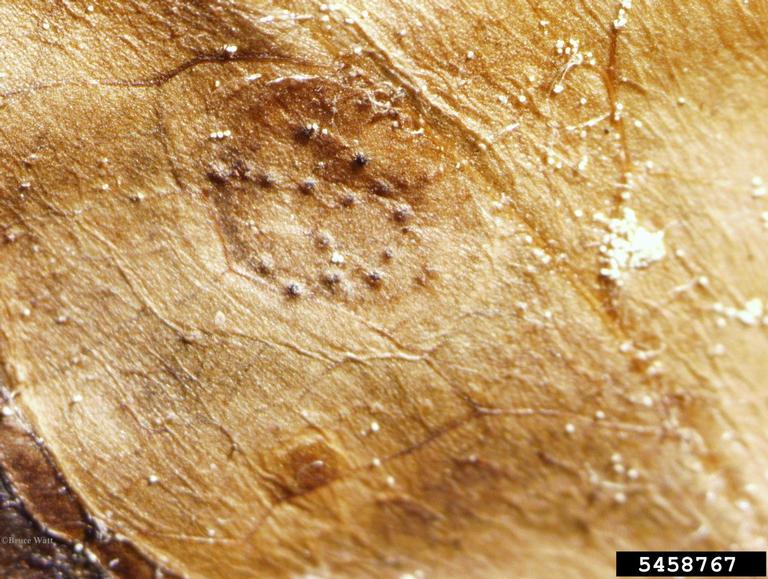 Phoma blight (Phoma clematidina)