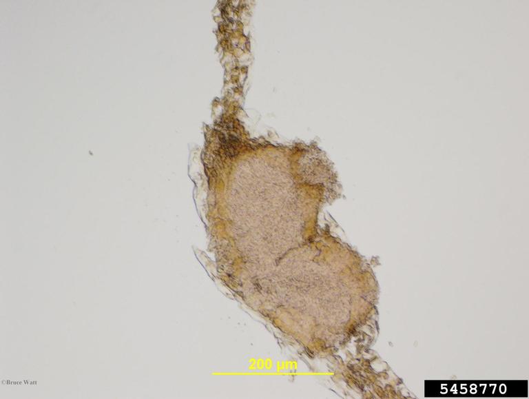 Phoma blight (Phoma clematidina)