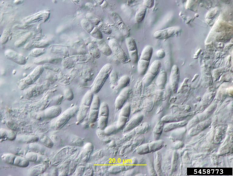 Calophoma clematidina