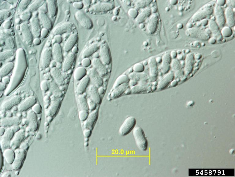 Eastern filbert blight (Anisogramma anomala (Peck) E. Müll.)