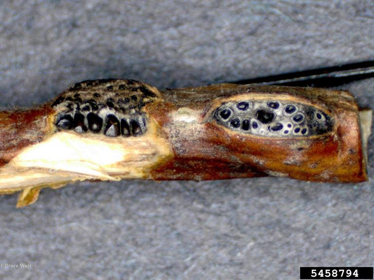 Eastern filbert blight (Anisogramma anomala)