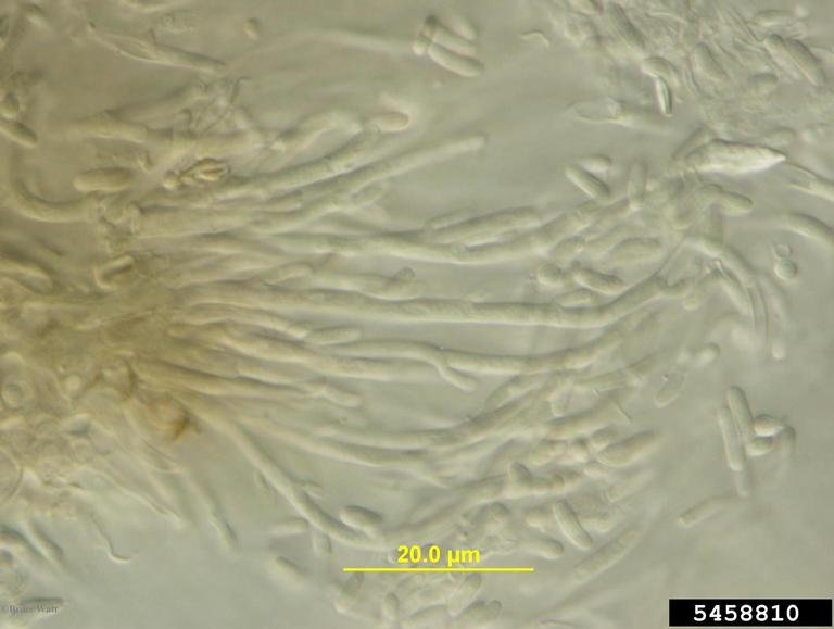 Tubercularia cankers (Genus Tubercularia)