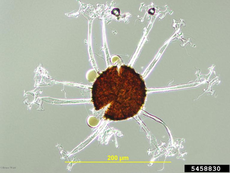 powdery mildew (Genus Erysiphe)