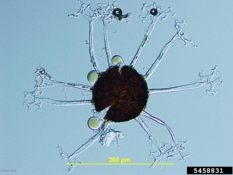 powdery mildew (Genus Erysiphe)