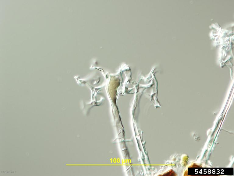 powdery mildew (Genus Erysiphe R. Hedw. ex DC.)