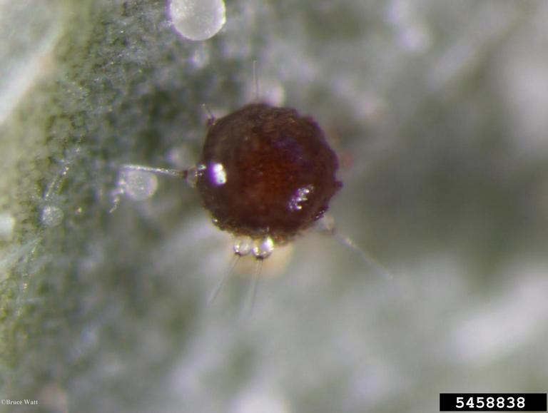 powdery mildew (Genus Phyllactinia)