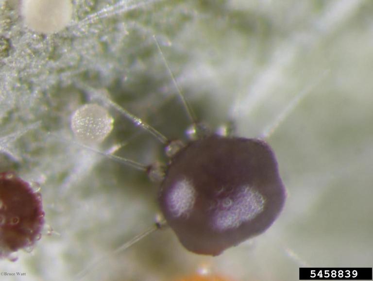 powdery mildew (Genus Phyllactinia)