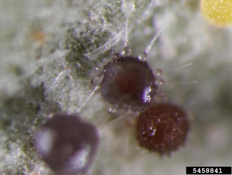 powdery mildew (Genus Phyllactinia)