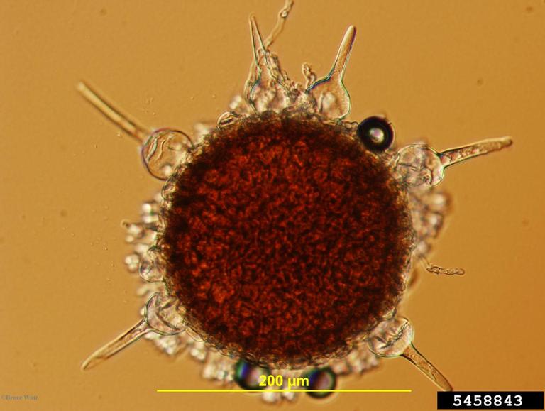 powdery mildew (Genus Phyllactinia)