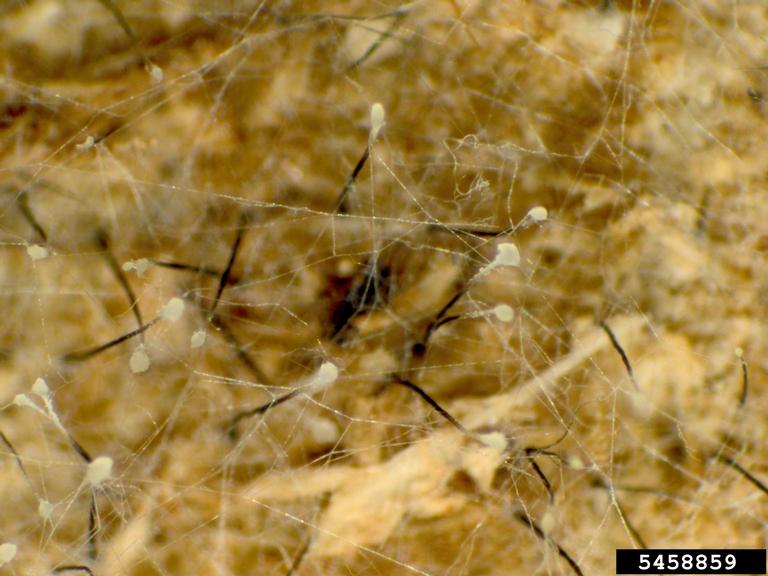Dutch elm disease (Ophiostoma ulmi)