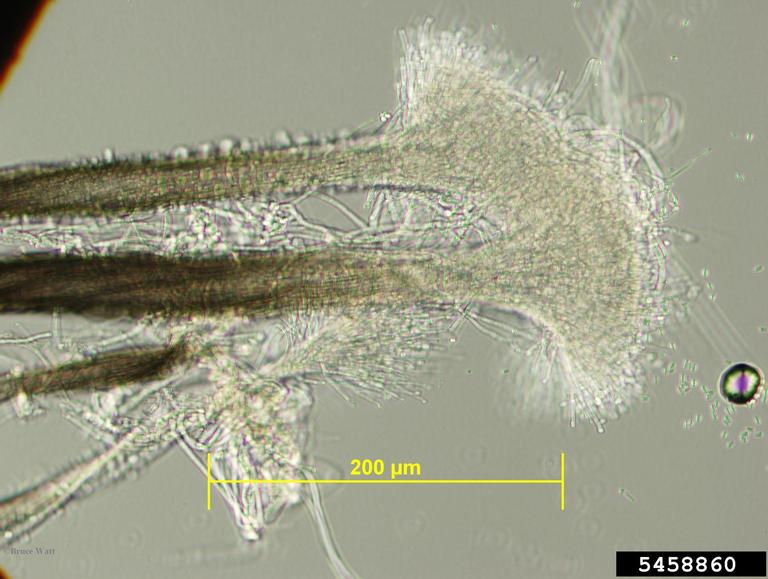 Dutch elm disease (Ophiostoma ulmi (Buisman) Nannf.)