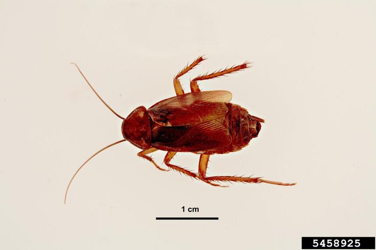 oriental cockroach, Blatta orientalis (Blattodea: Blattidae) - 5458925