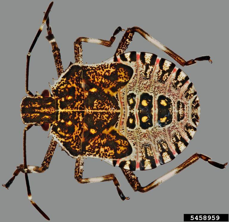 brown marmorated stink bug, Halyomorpha halys (Hemiptera: Pentatomidae ...
