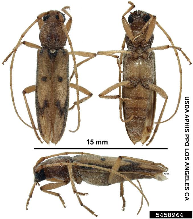 long-horned beetle (Achryson surinamum)