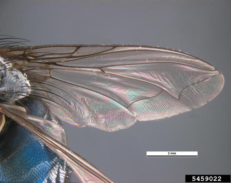 blue blowfly (Calliphora vicina)