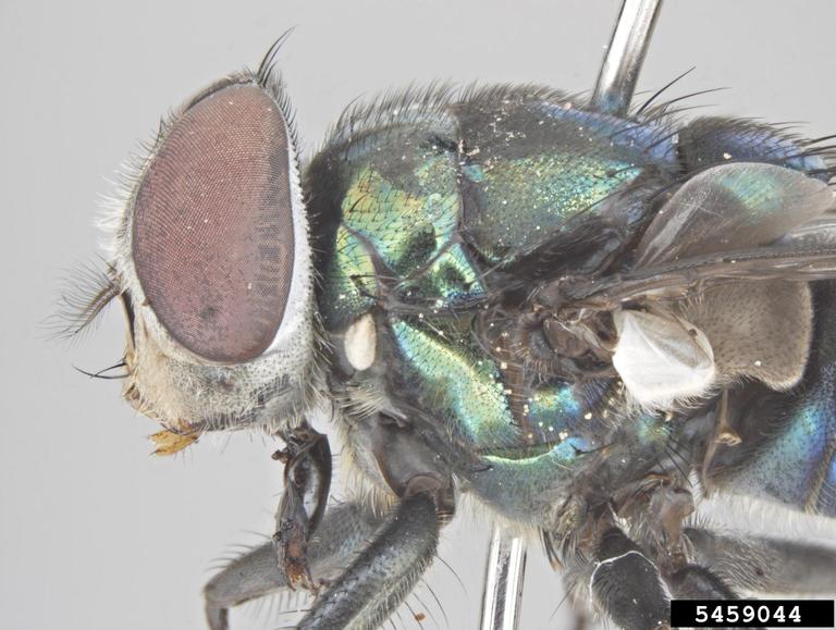 hairy maggot blow fly (Chrysomya rufifacies)