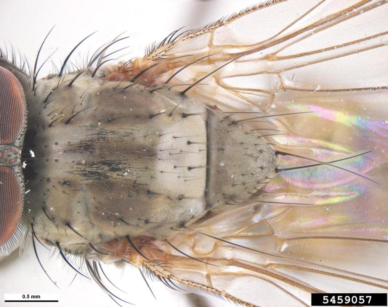 little house fly (Fannia canicularis)