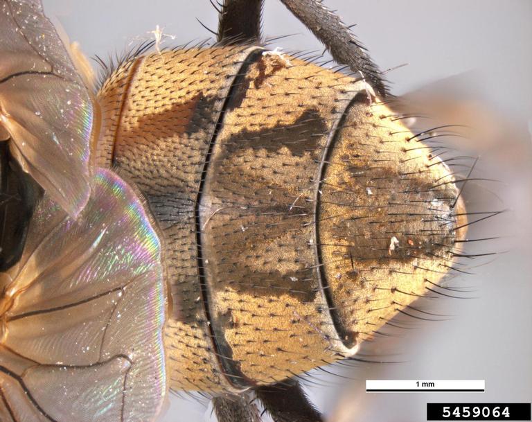 house fly (Musca domestica Linnaeus, 1758)