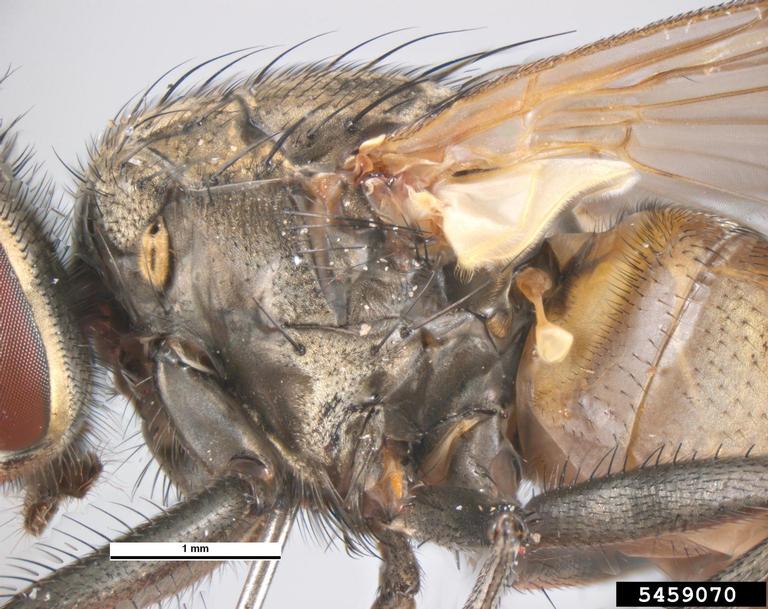 house fly (Musca domestica)