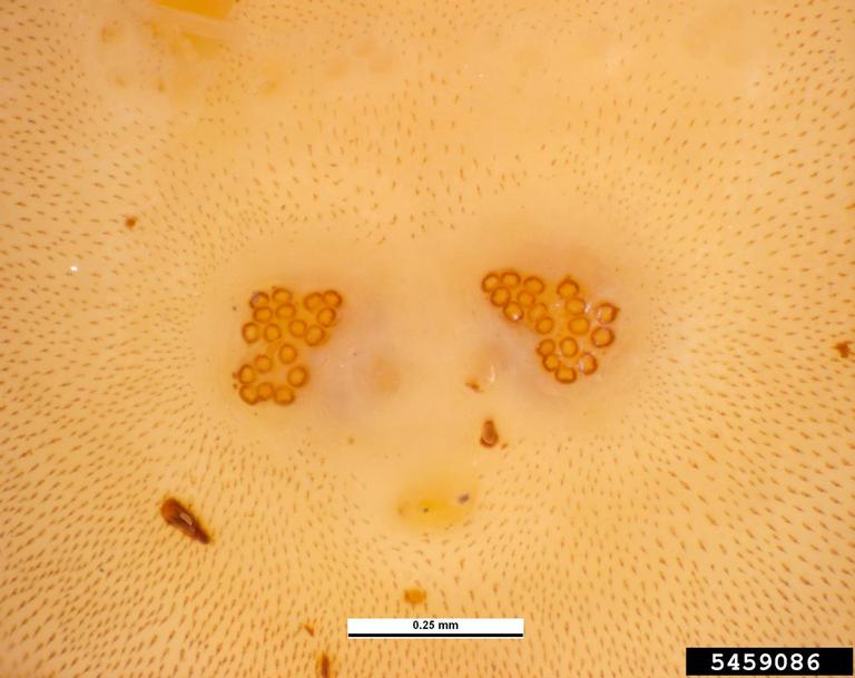 Common Cattle Grub Hypoderma Lineatum Villers 1789