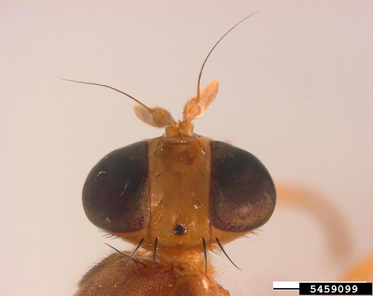cucumber fly (Zeugodacus cucumis), Zeugodacus cucumis (Diptera ...
