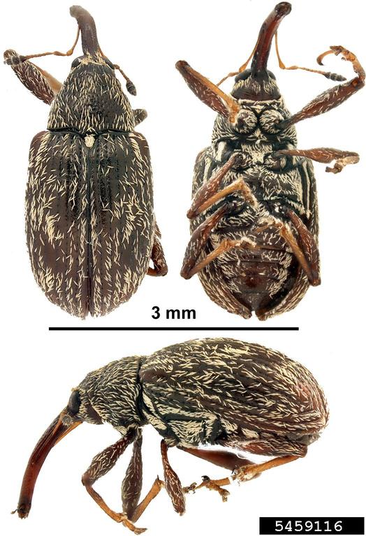 pepper weevil (Anthonomus eugenii Cano, 1894)