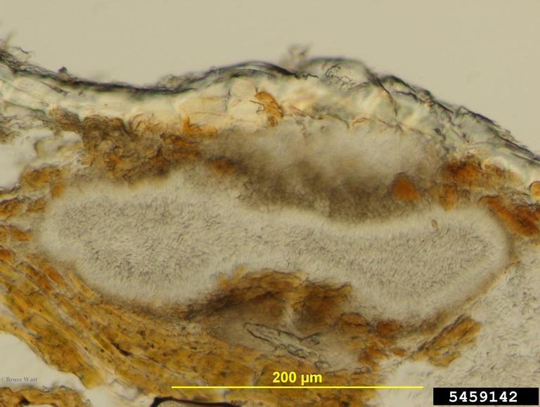 Phomopsis cankers and twig blights (Genus Phomopsis)