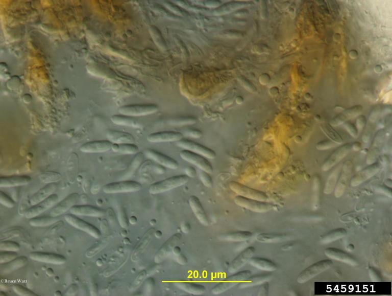 Phomopsis cankers and twig blights (Genus Phomopsis)