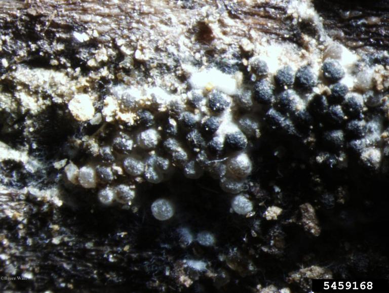 white rot (Stromatinia cepivora)