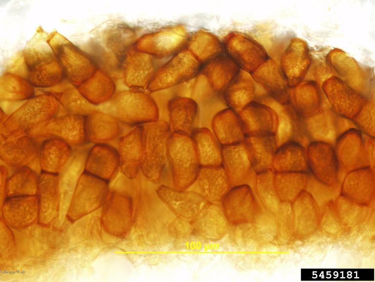 onion rust (Puccinia allii Castagne)