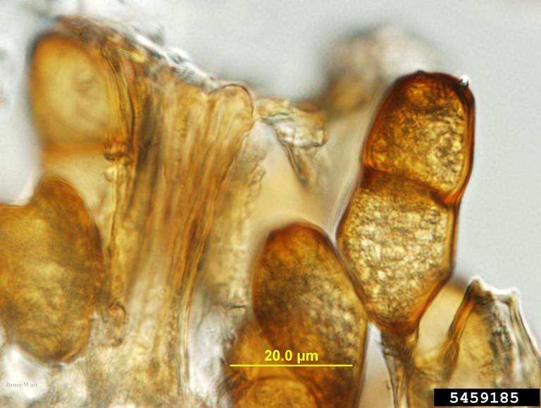 onion rust (Puccinia allii)