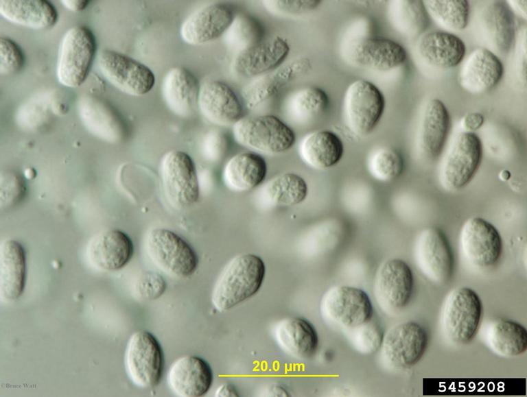 black rot (Phyllosticta ampelicida)