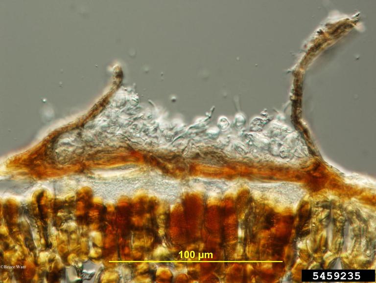 Entomosporium fungus (Genus Entomosporium)