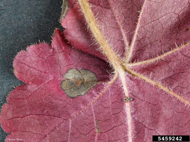 rust (Puccinia heucherae)