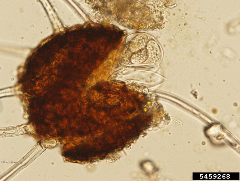 powdery mildew (Genus Erysiphe)