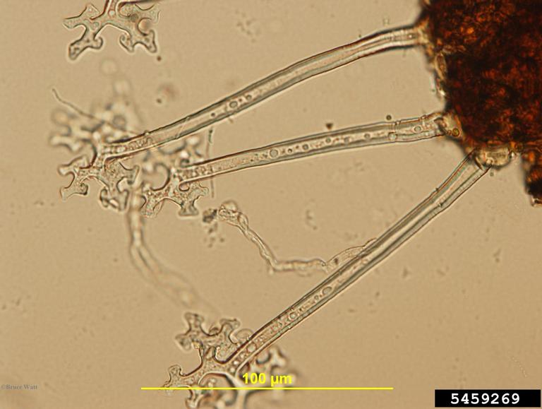 powdery mildew (Genus Erysiphe)