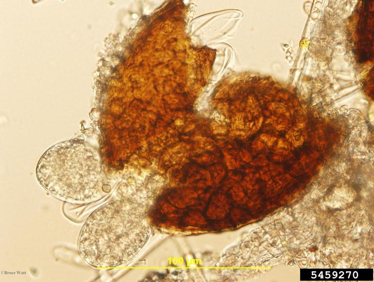 powdery mildew (Genus Erysiphe R. Hedw. ex DC.)
