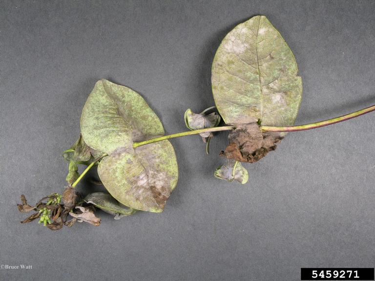 powdery mildew (Genus Erysiphe R. Hedw. ex DC.)