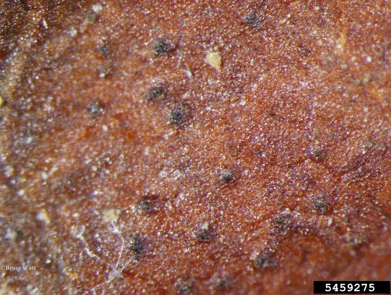 Guignardia blotch of buckeyes and horsechestnuts (Guignardia aesculi ...